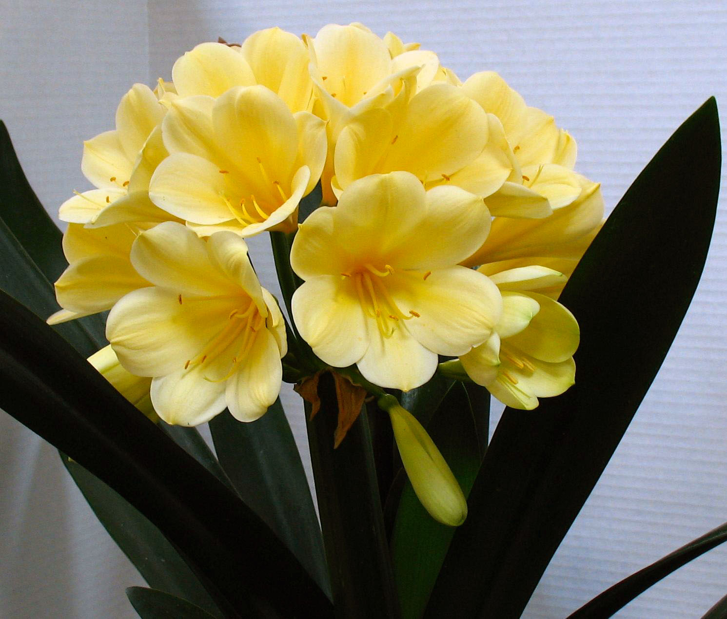 Clivia Miniata 'Cream Form' - Gardenwize Nursery Clivia Miniata 'Cream Form' - Gardenwize Nursery