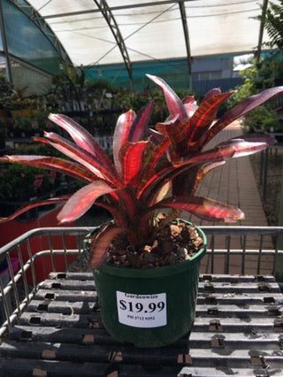 Neoregelia Dwarf 'Avante Guard' – Gardenwize