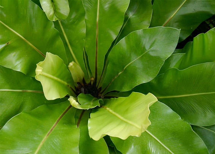 Crow's Nest Fern – Gardenwize
