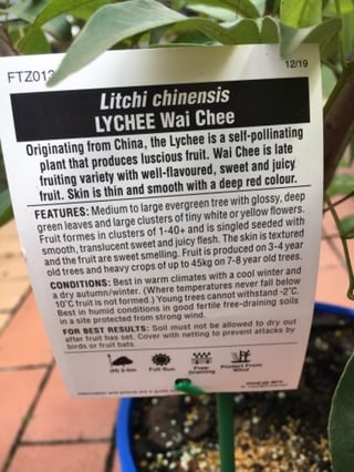Lychee Wai Chee – Gardenwize