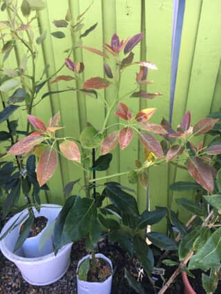 Avocado Shephard (Type B) – Gardenwize