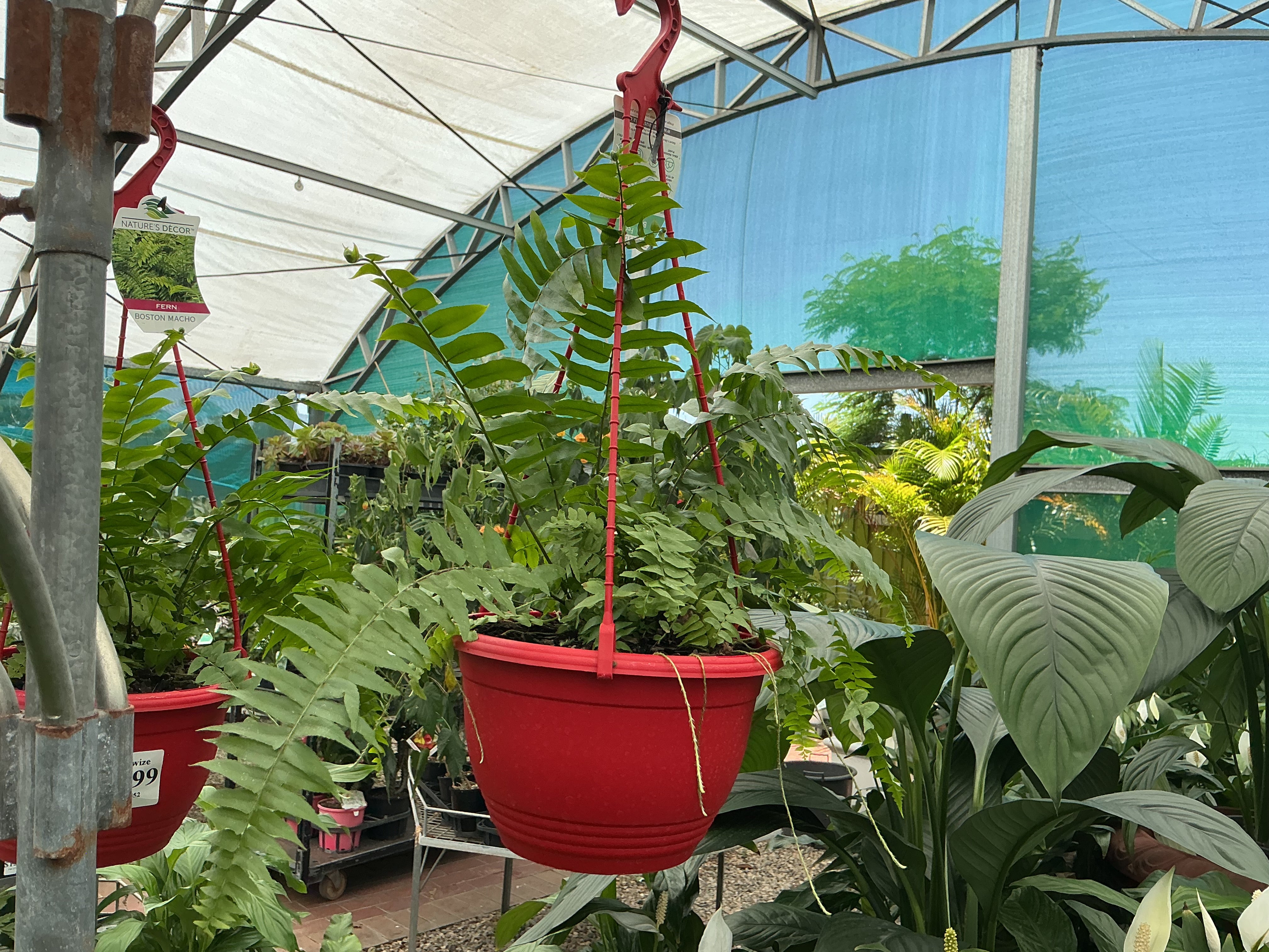 Boston Macho Fern 200mm basket – Gardenwize