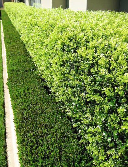 Min-a-Min - Gardenwize Nursery